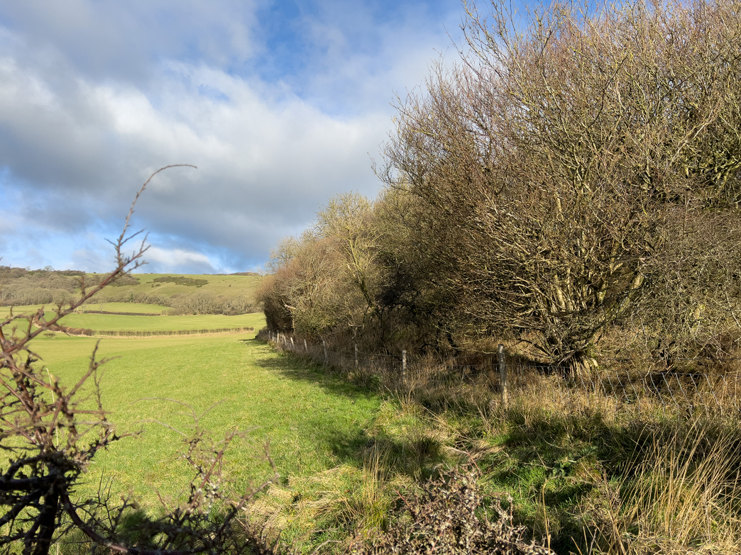 Lyscombe | Dorset Wildlife Trust