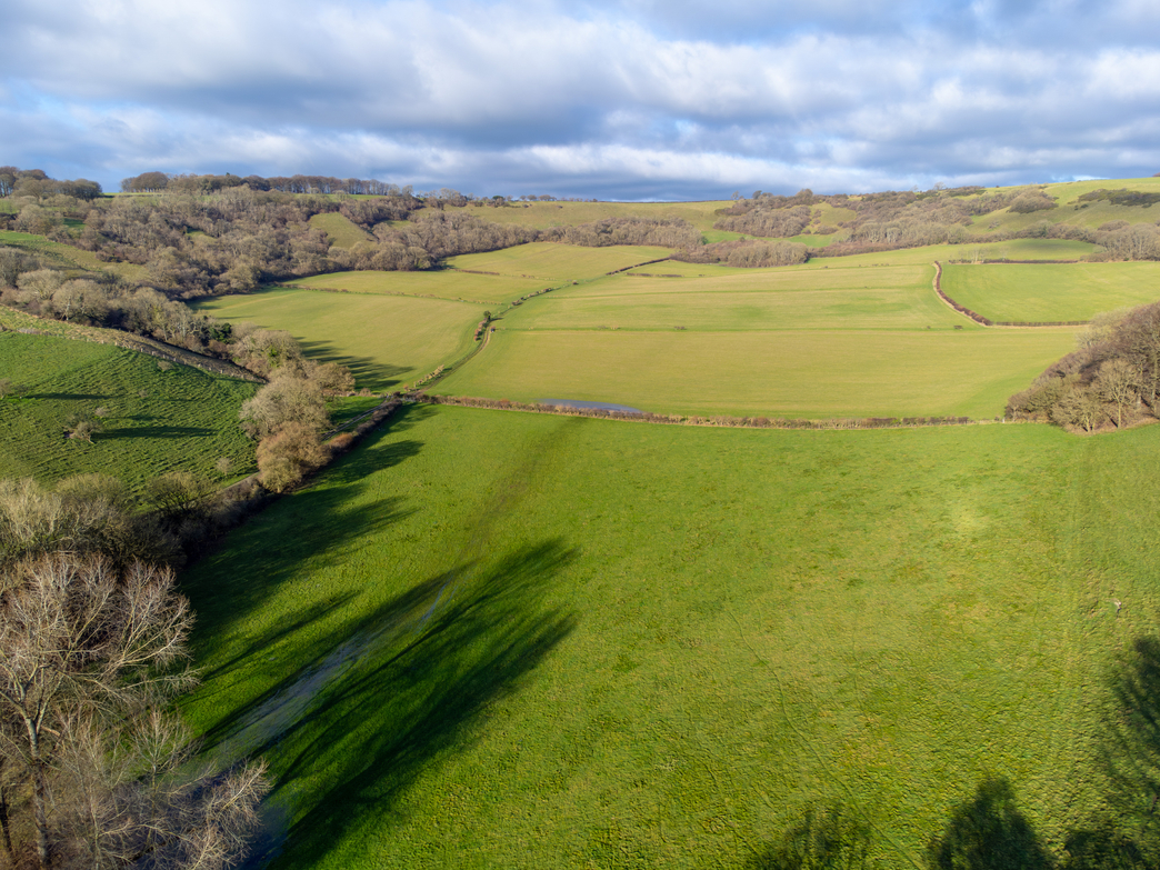 Lyscombe | Dorset Wildlife Trust