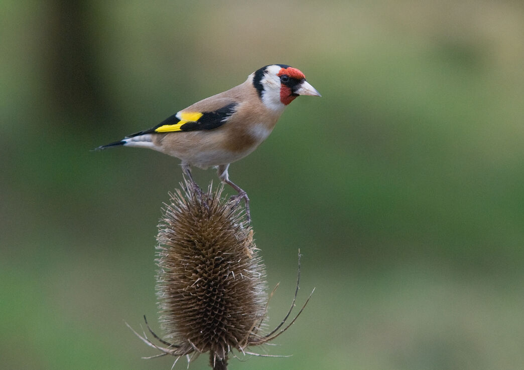 Take action for wildlife: June | Dorset Wildlife Trust