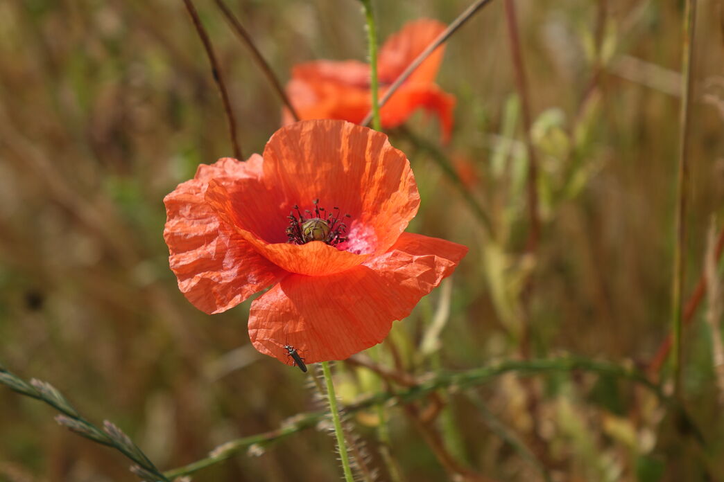 Wild Woodbury Project - Rewilding Dorset - Dorset Wildlife Trust