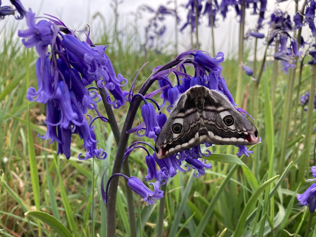 Wild Woodbury Project - Rewilding Dorset - Dorset Wildlife Trust