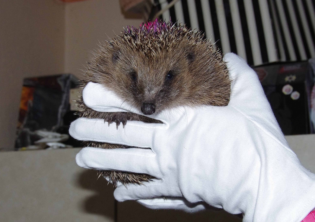 Take action for wildlife: October | Dorset Wildlife Trust