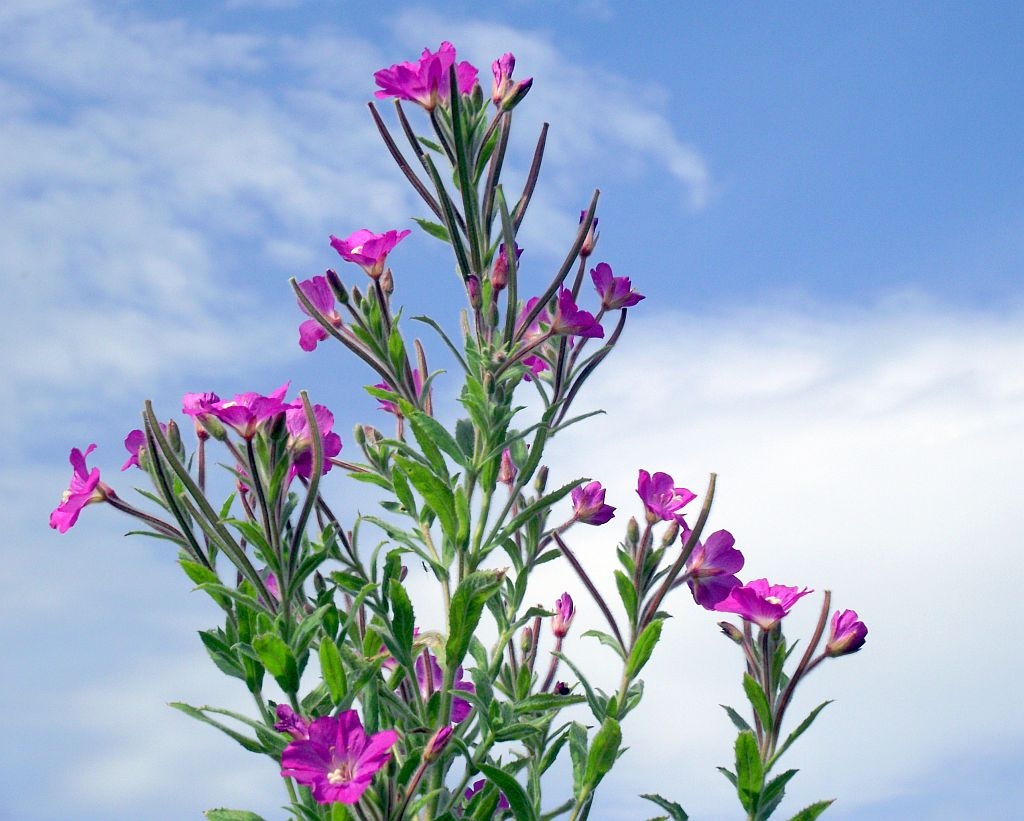 Species Survival Fund: Rewilding - giving nature a helping hand ...