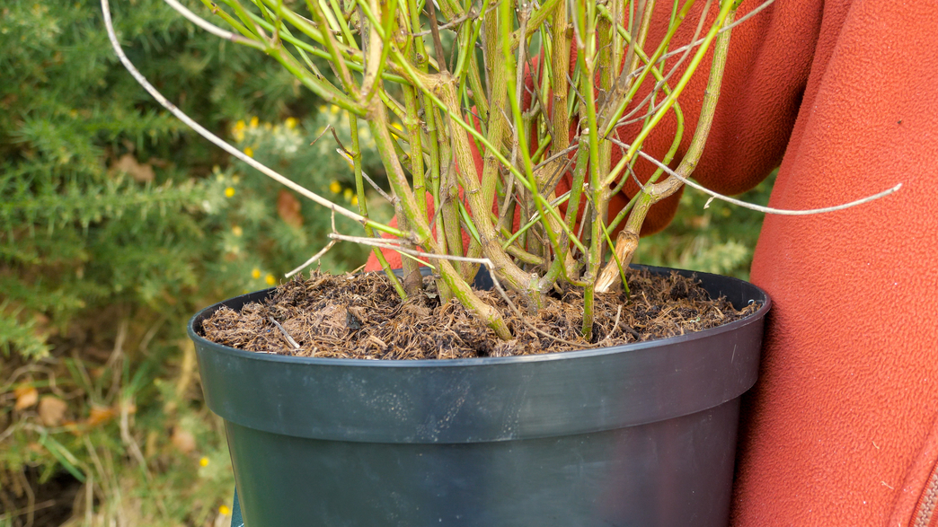 Fundraising campaign aiming to raise £40,000 to plant Trees for ...