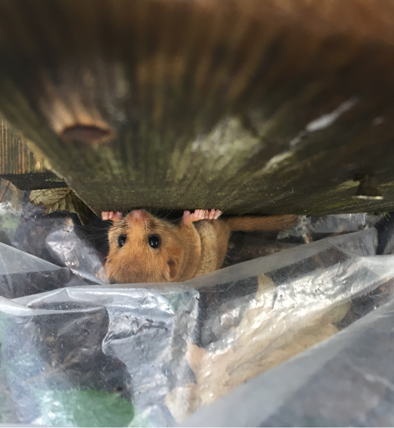 Dormouse success in Dorset | Dorset Wildlife Trust