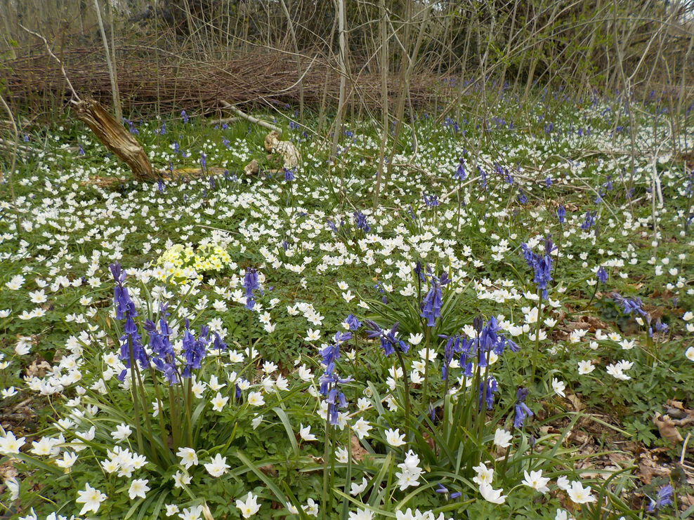 Wild Isles: Dorset's woodlands | Dorset Wildlife Trust