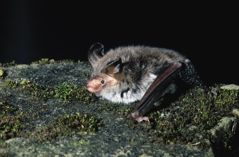 Woodland Recovery: Bats On The Night Shift | Dorset Wildlife Trust