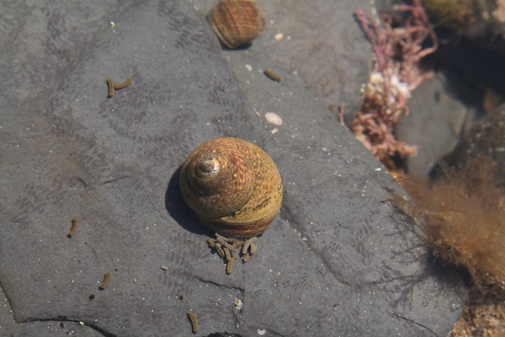 Climate change indicator crab recorded for the first time at Kimmeridge ...