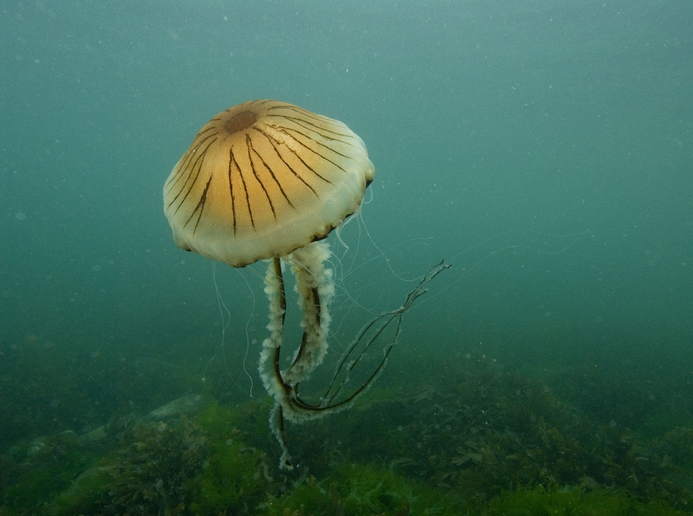 Dorset Jellyfish | Dorset Wildlife Trust