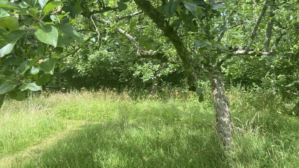 Tree planting for wildlife | Dorset Wildlife Trust