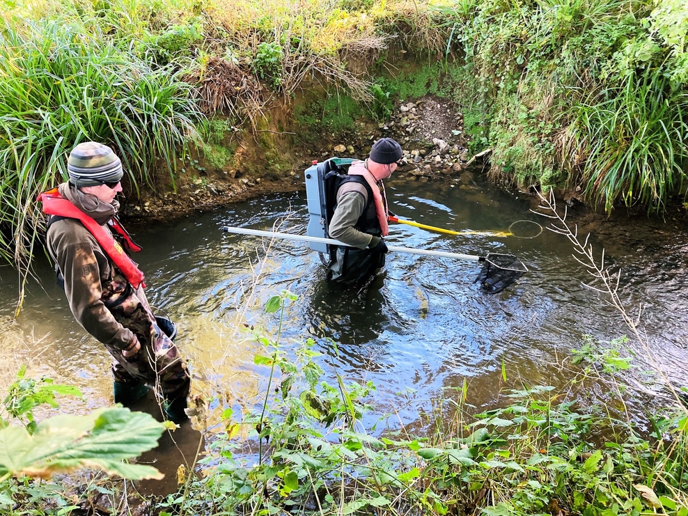 Dorset Wild Rivers | Dorset Wildlife Trust