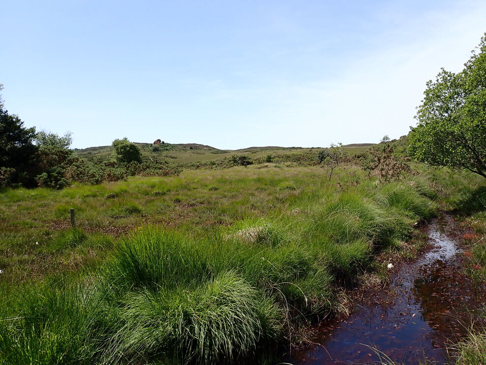 A Wild Year in Dorset | Dorset Wildlife Trust