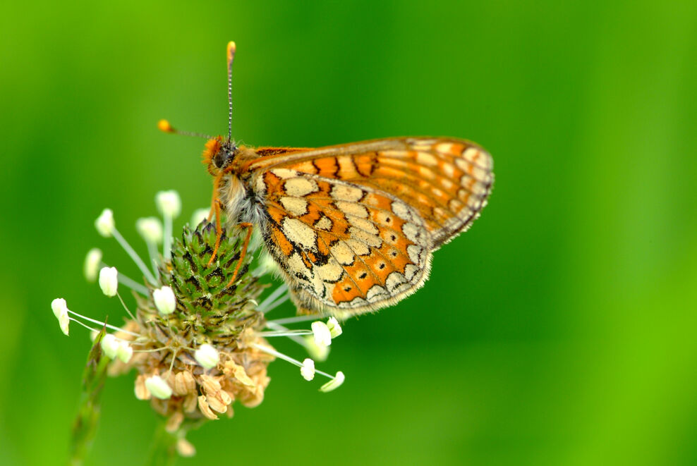 Exploring nature on a secondment with Dorset Wildlife Trust | Dorset ...
