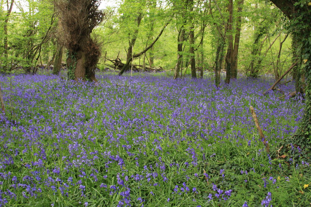 Wild Isles: Dorset's woodlands | Dorset Wildlife Trust