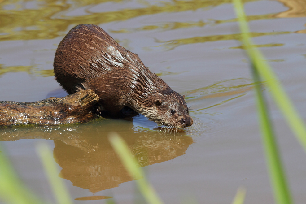 Wild Isles: Dorset's freshwater | Dorset Wildlife Trust