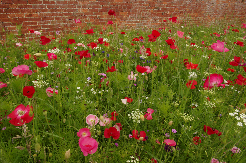 Wildlife-friendly gardening in May | Dorset Wildlife Trust