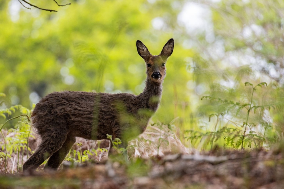 Photography competition 2023 | Dorset Wildlife Trust