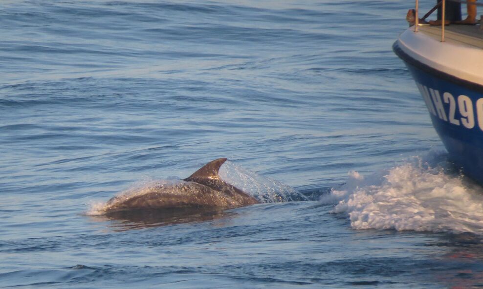 Dorset Dolphins | Dorset Wildlife Trust