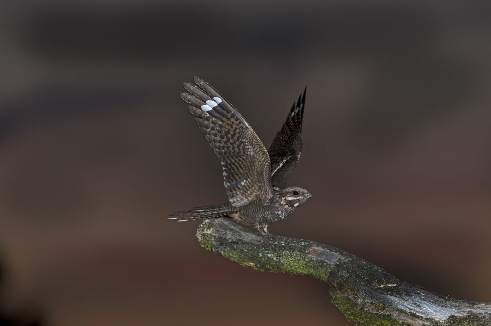 The valiant nightjar | Dorset Wildlife Trust