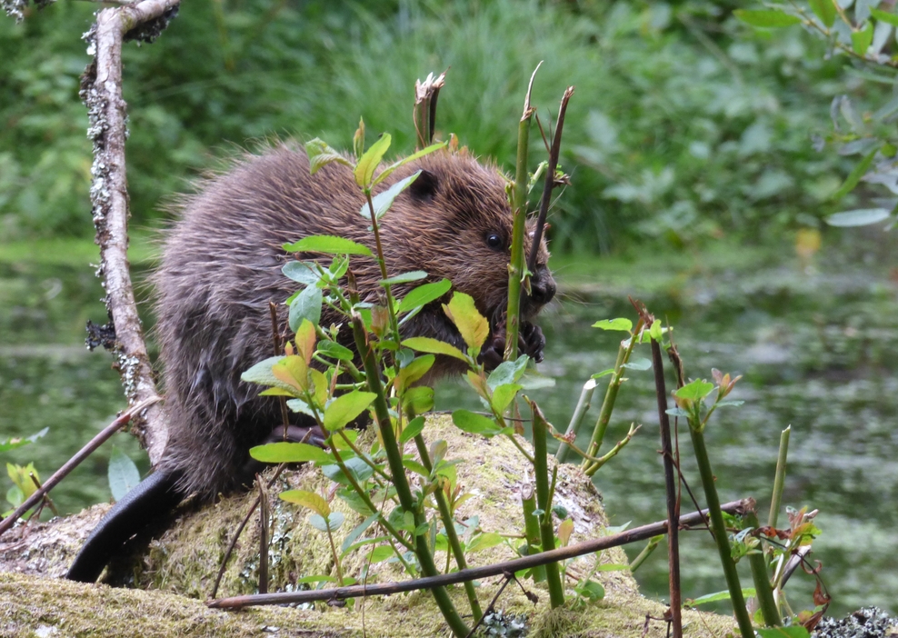 Dorset Beaver Project | Dorset Wildlife Trust