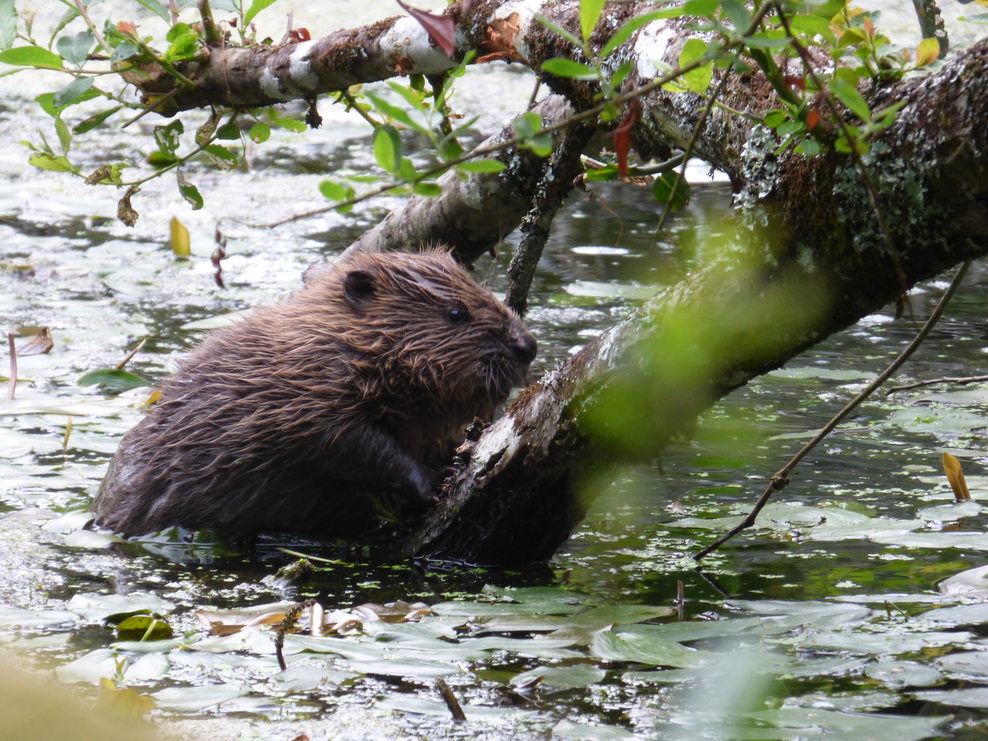 Dorset Beaver Project | Dorset Wildlife Trust