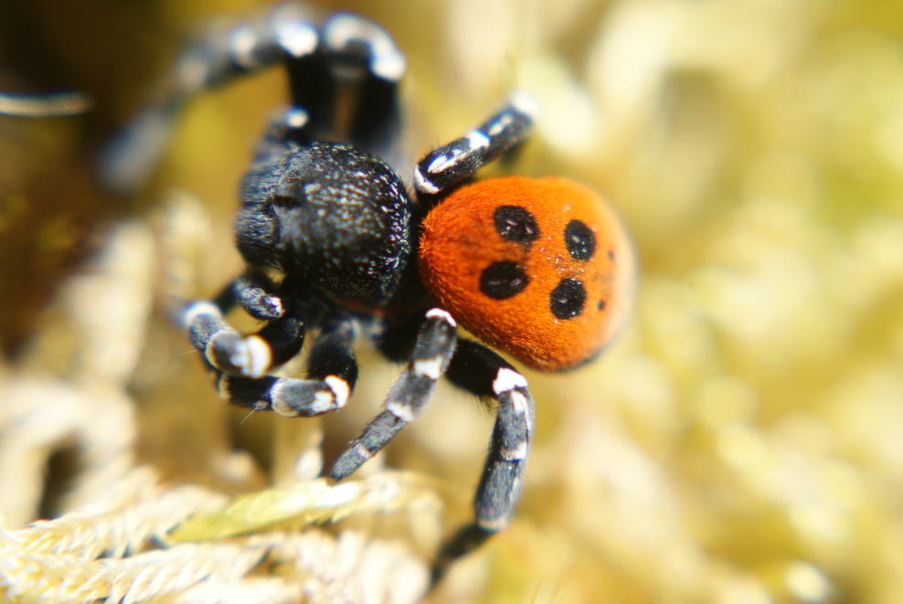 Natural England grant to fund ambitious Species Recovery Programme ...