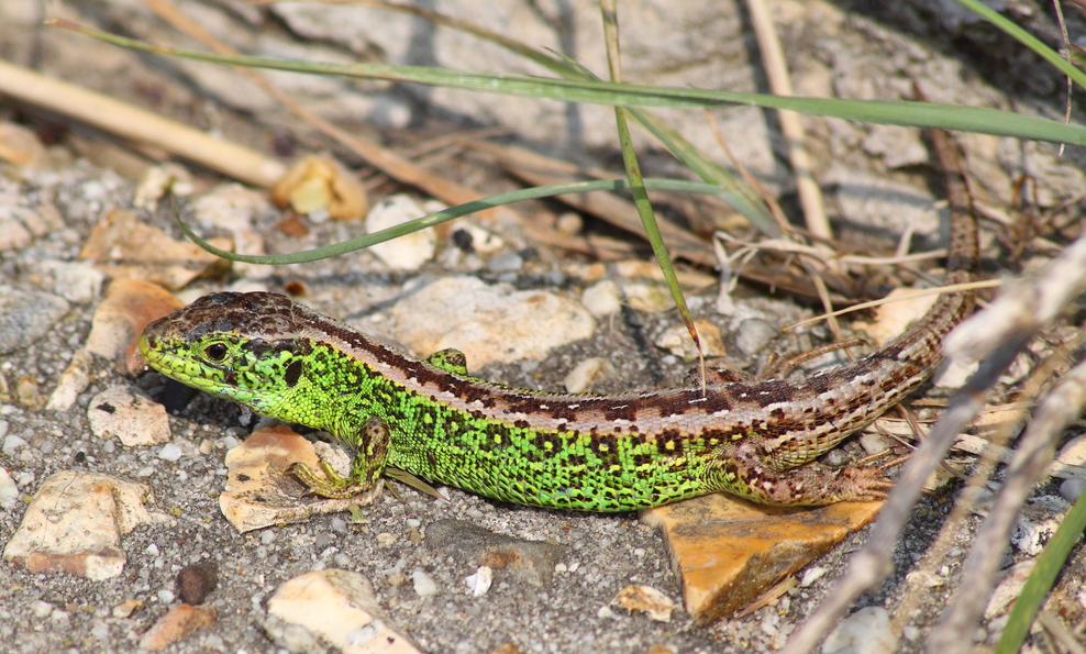 Natural England grant to fund ambitious Species Recovery Programme ...