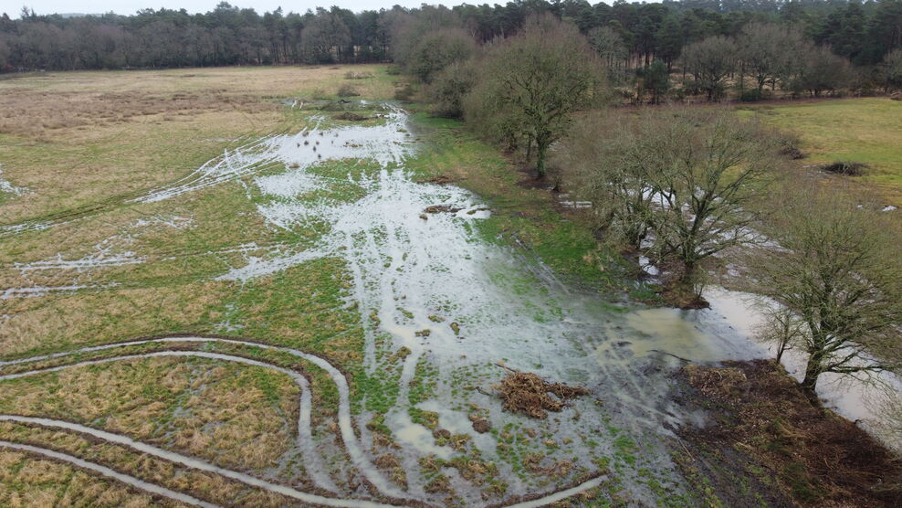 Two years on: Wild Woodbury rewilding project restores the natural ...