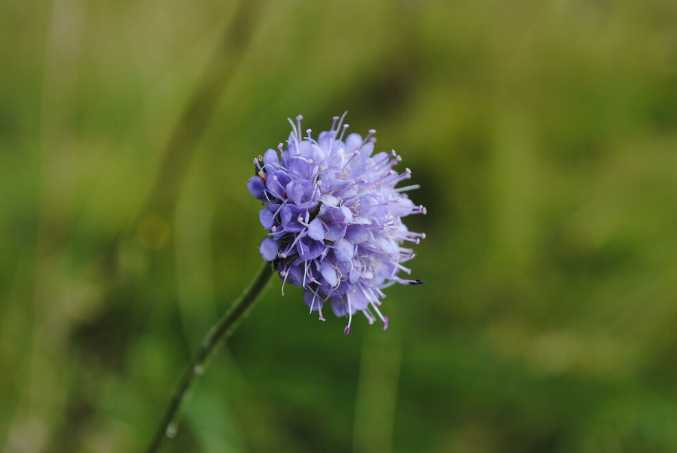 Lyscombe's Invertebrates | Dorset Wildlife Trust