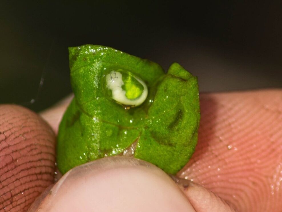 Species Recovery Programme Diaries: great crested newt | Dorset ...