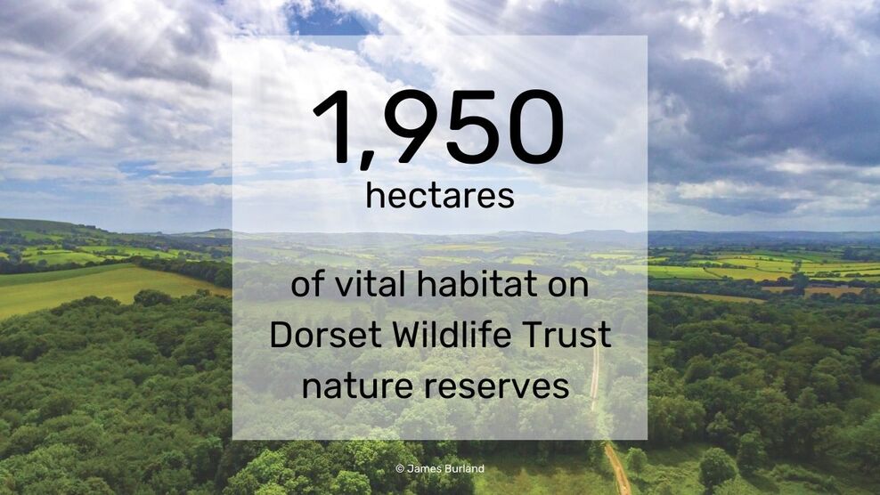 Nature Reserves Fund | Dorset Wildlife Trust