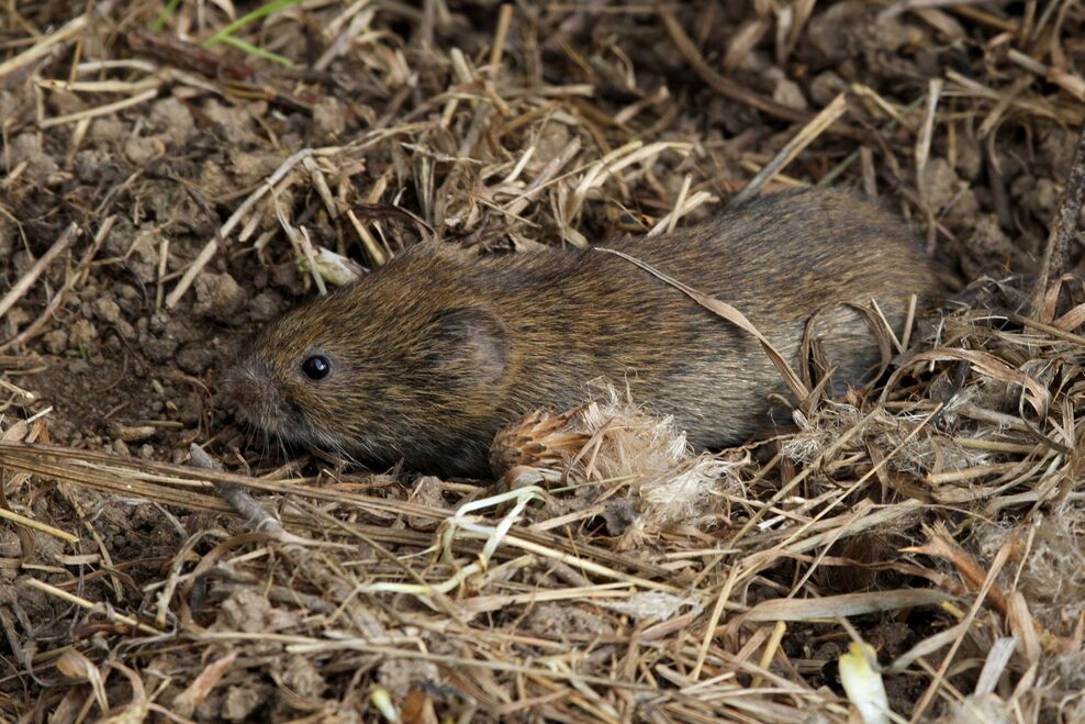 Wild Woodbury Project - Rewilding Dorset - Dorset Wildlife Trust