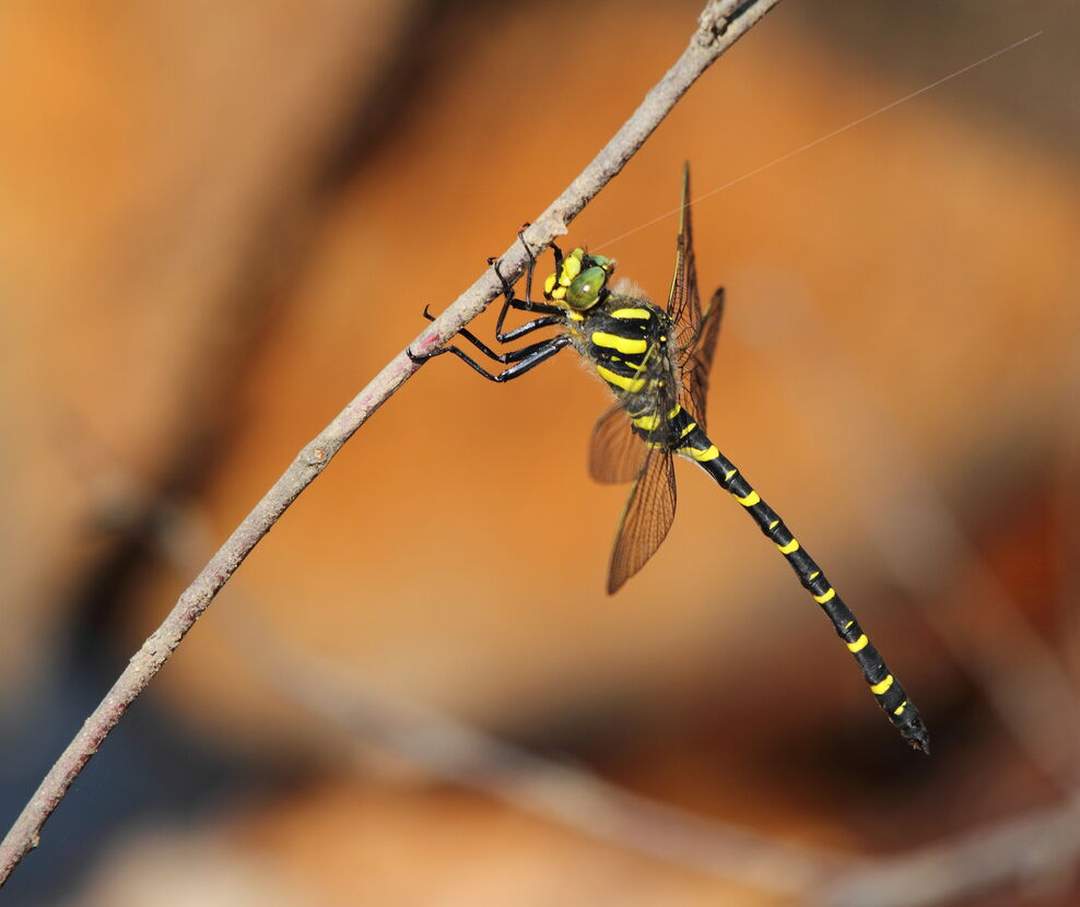 Wild Woodbury Project - Rewilding Dorset - Dorset Wildlife Trust