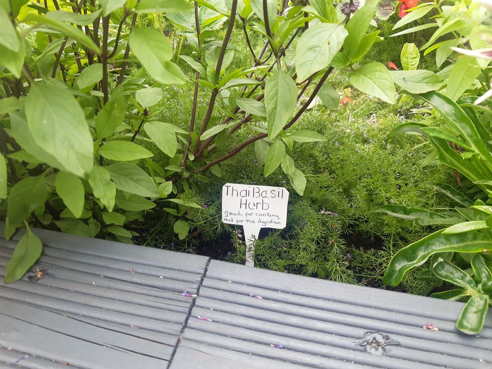 The Adam Practice | Dorset Wildlife Trust