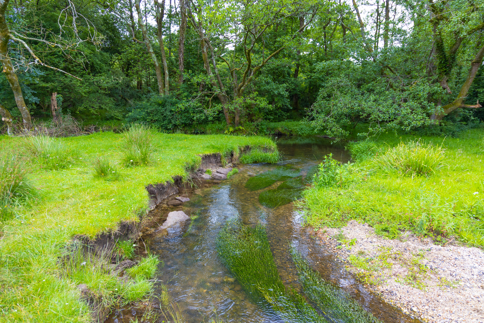 Frome Headwaters Project | Dorset Wildlife Trust