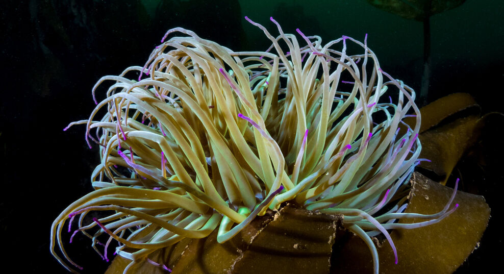 Ocean with David Attenborough | Dorset Wildlife Trust