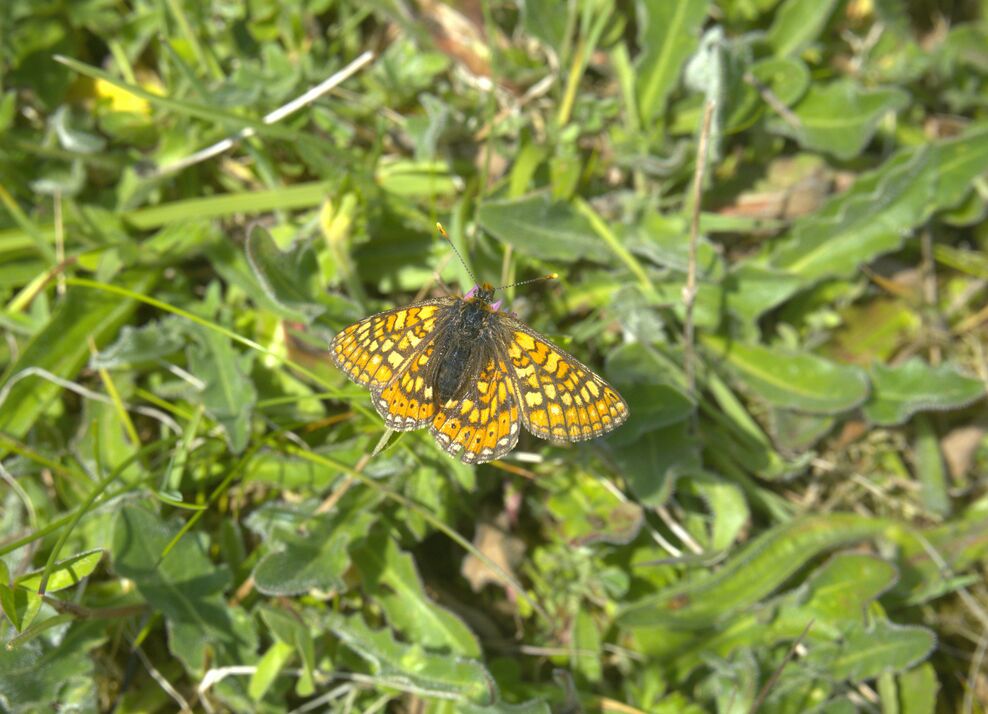 Lyscombe's Invertebrates | Dorset Wildlife Trust