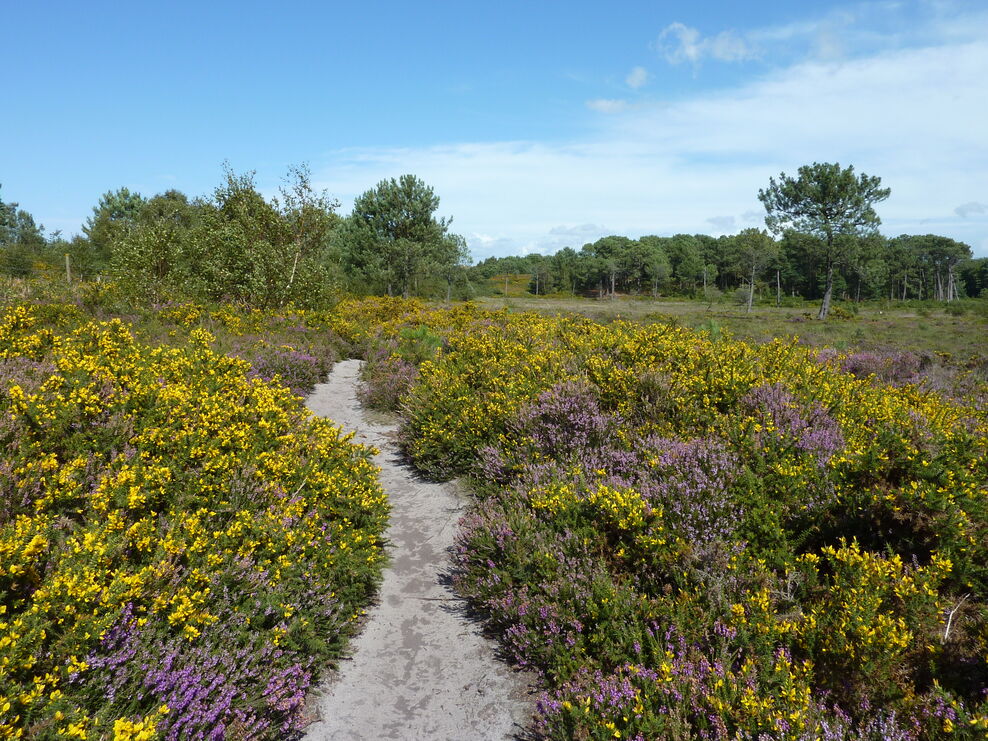 Save Upton Heath | Dorset Wildlife Trust