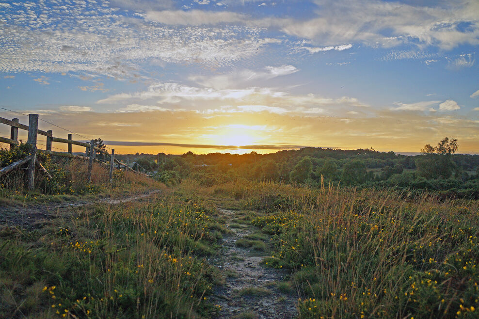 Save Upton Heath | Dorset Wildlife Trust