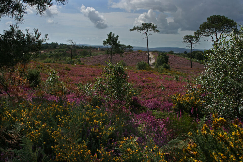 Save Upton Heath | Dorset Wildlife Trust