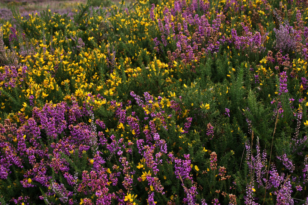Save Upton Heath | Dorset Wildlife Trust