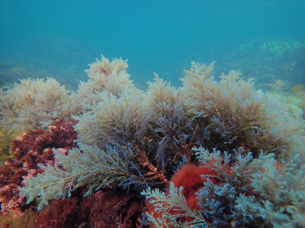 Kimmeridge Bay snorkel trail | Dorset Wildlife Trust