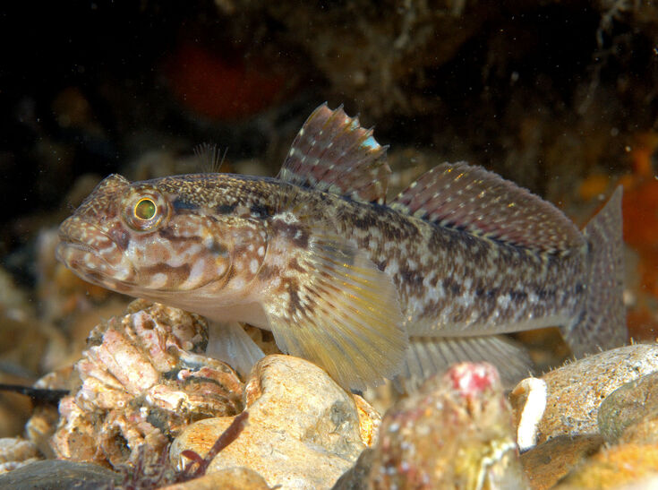 Spring is in the air – and in the sea! | Dorset Wildlife Trust