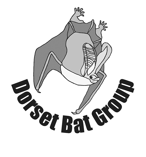 Dorset Bat Group | Dorset Wildlife Trust