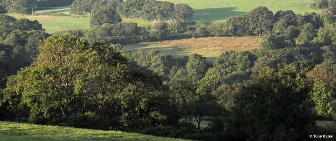 Nature Reserves Fund | Dorset Wildlife Trust