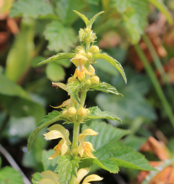 Wild Isles: Dorset's woodlands | Dorset Wildlife Trust