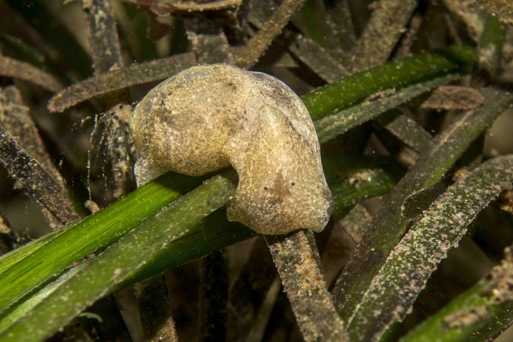Wild Isles: Dorset's marine habitat | Dorset Wildlife Trust