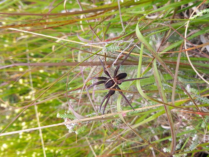 Dorset Peat Partnership | Dorset Wildlife Trust