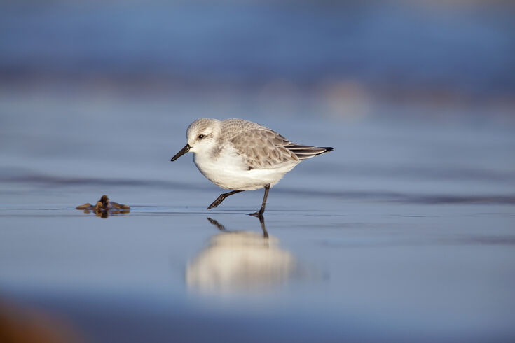 Take action for wildlife: February | Dorset Wildlife Trust