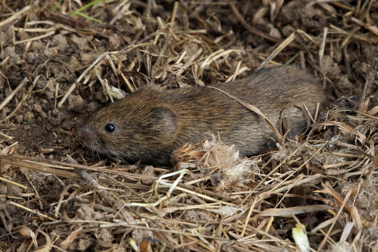 Wild Woodbury Project - Rewilding Dorset - Dorset Wildlife Trust